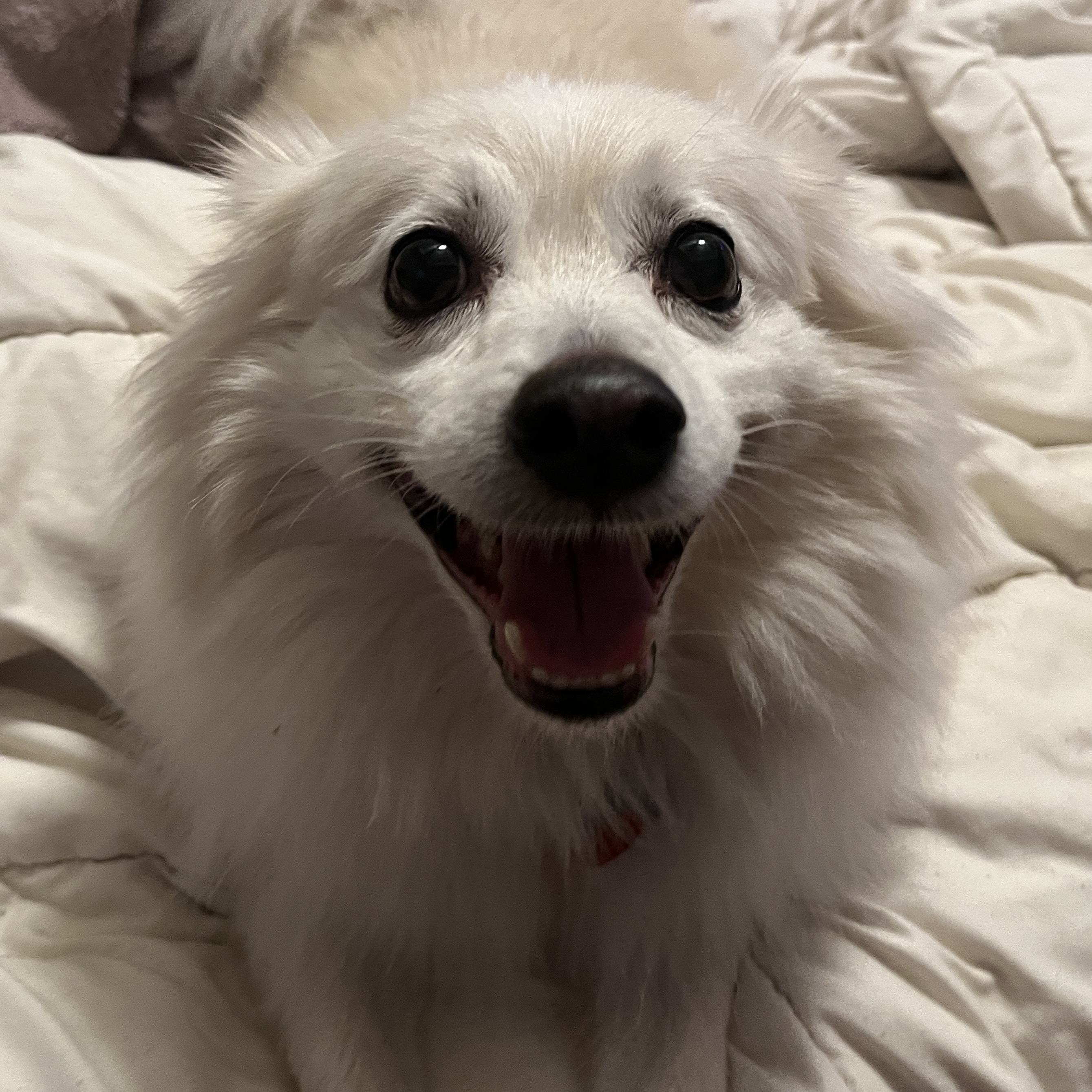 Daycare - Cozy Casita de Pets | San Antonio Pet Boarding, Daycare ...